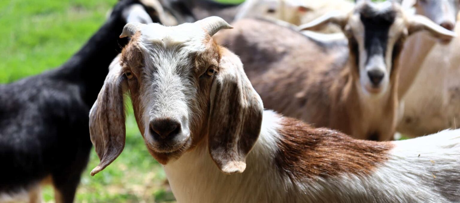 KY Meat Goats For Sale - Raised Local, Butchered Local